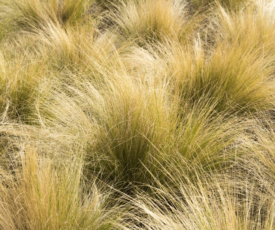 10 Plants for Full Sun - Kate Charles Garden Design - Worcester
